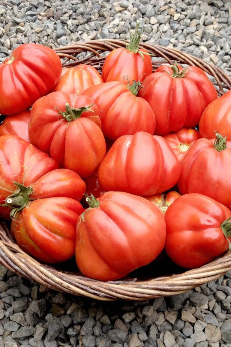 Everything You Need to Know About Authentic Italian Tomatoes | Giada ...